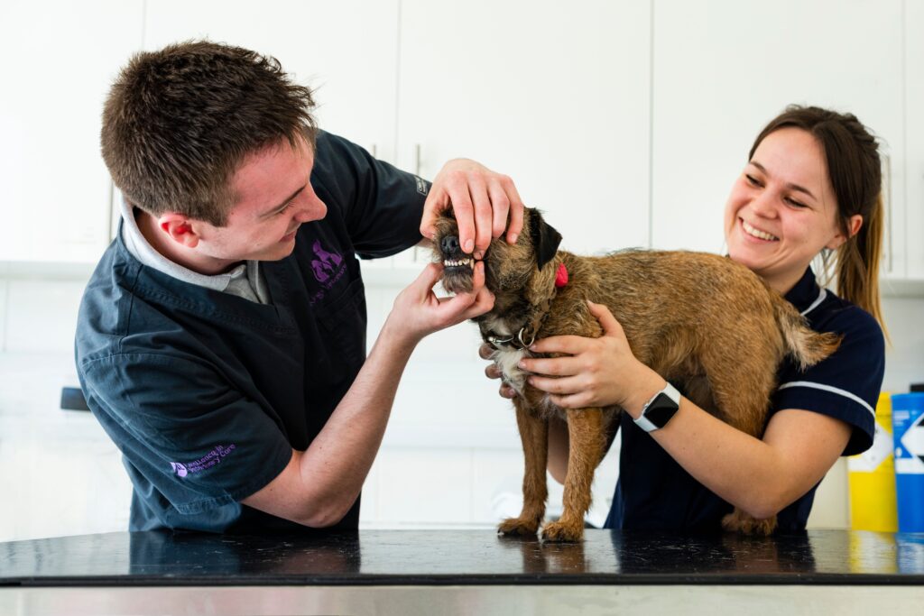 EMS Placement | Extra-mural Studies | Rutland Vets
