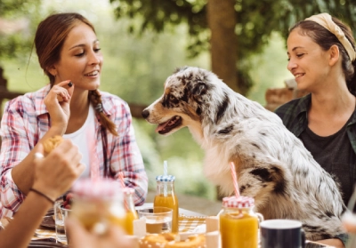 Poisonous Food For Dogs | Xylitol In Food | Rutland Vets